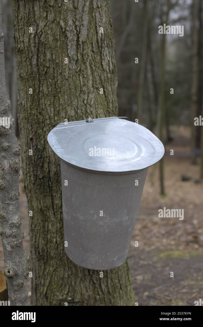 Metal bucket attached to a tap in a sugar maple. Collecting maple sap ...