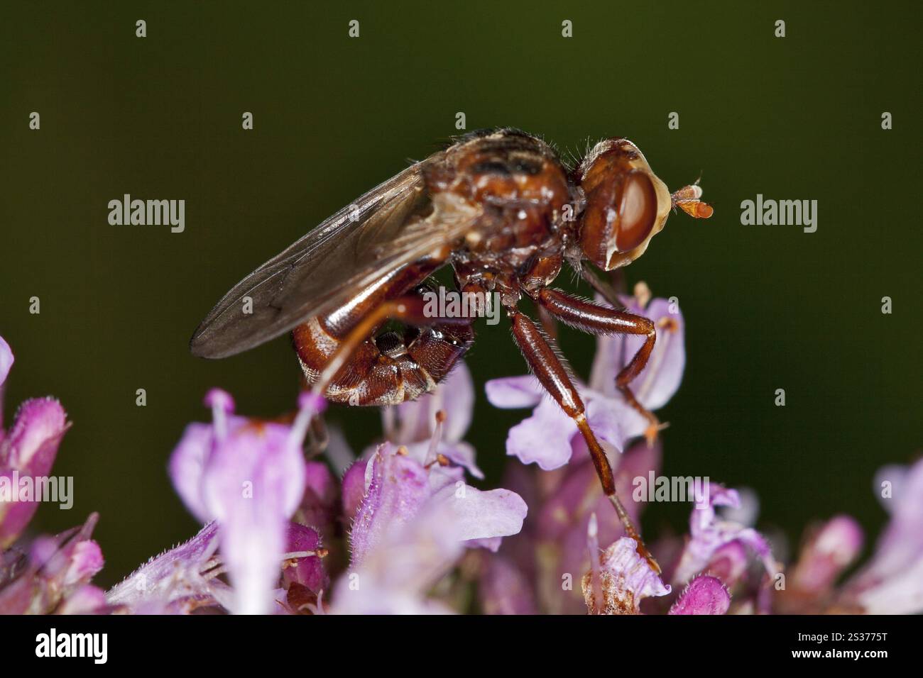Sicus ferrugineus, broad-fronted bladderwrack fly Stock Photo - Alamy