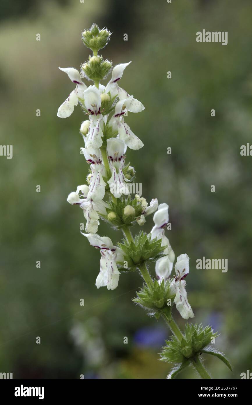 Stachys recta, Stiff Hedgenettle, Stiff Hedgenettle Stock Photo - Alamy