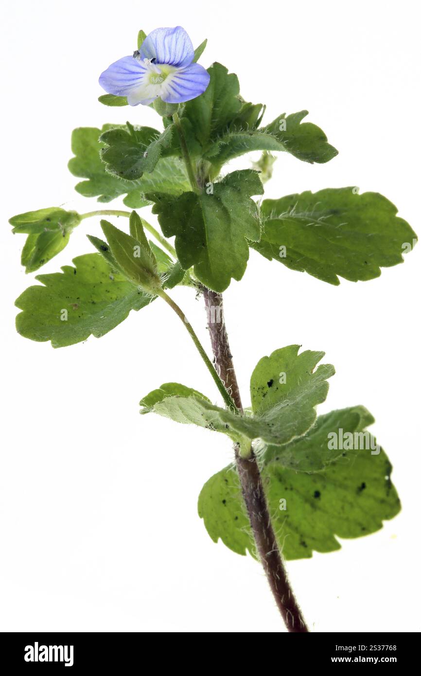 Veronica persica, Persian Speedwell, Persian Speedwell Stock Photo - Alamy