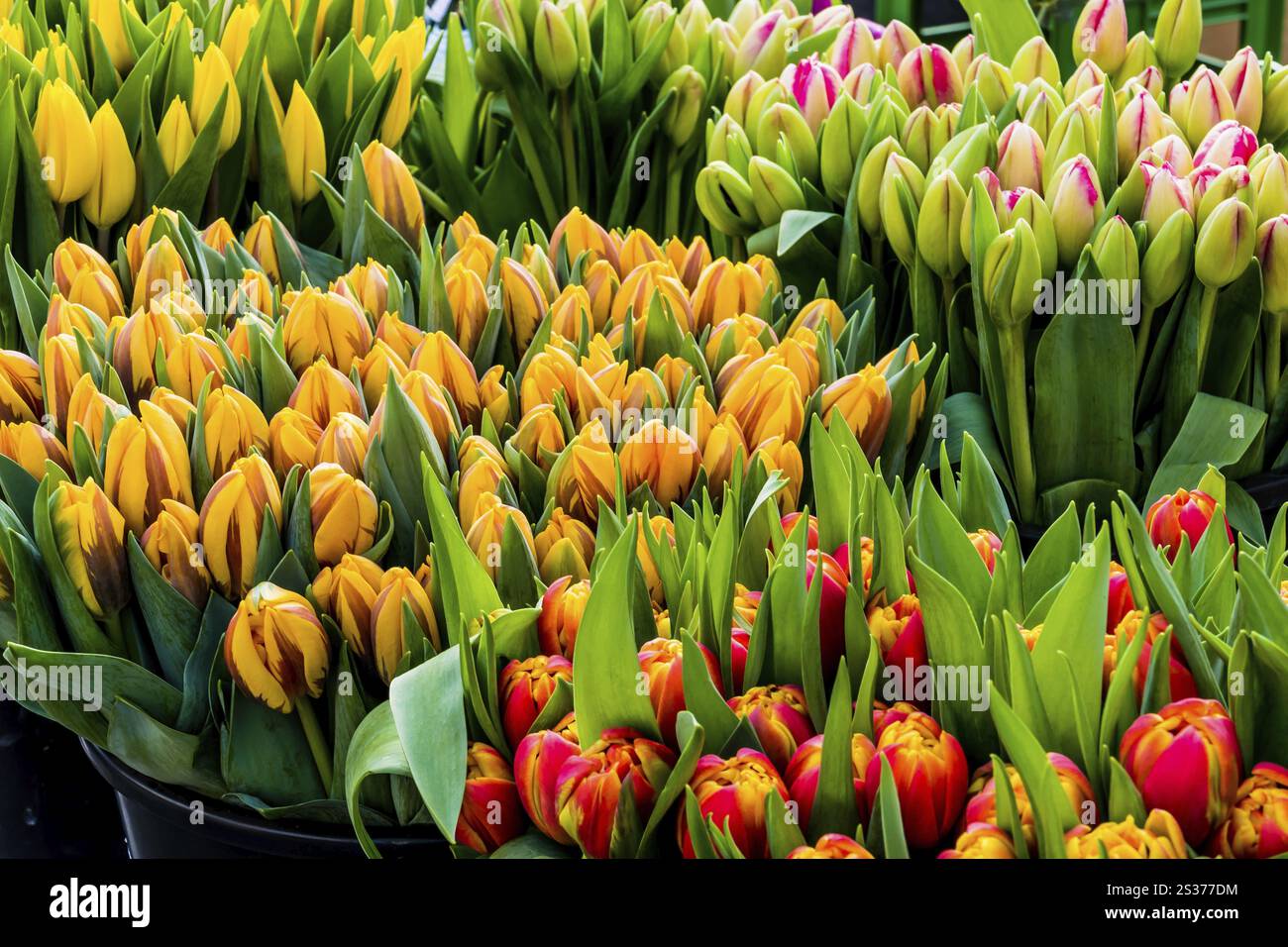 Spring is coming to the country. Fresh tulips at a flower market in ...