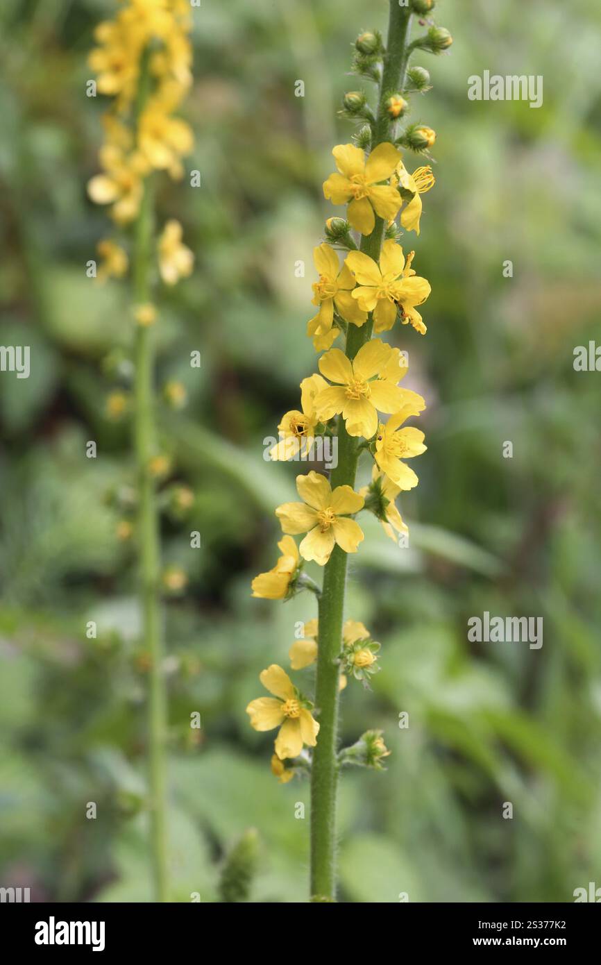 Agrimonia eupatoria, Lesser agrimony, Common agremony Stock Photo - Alamy