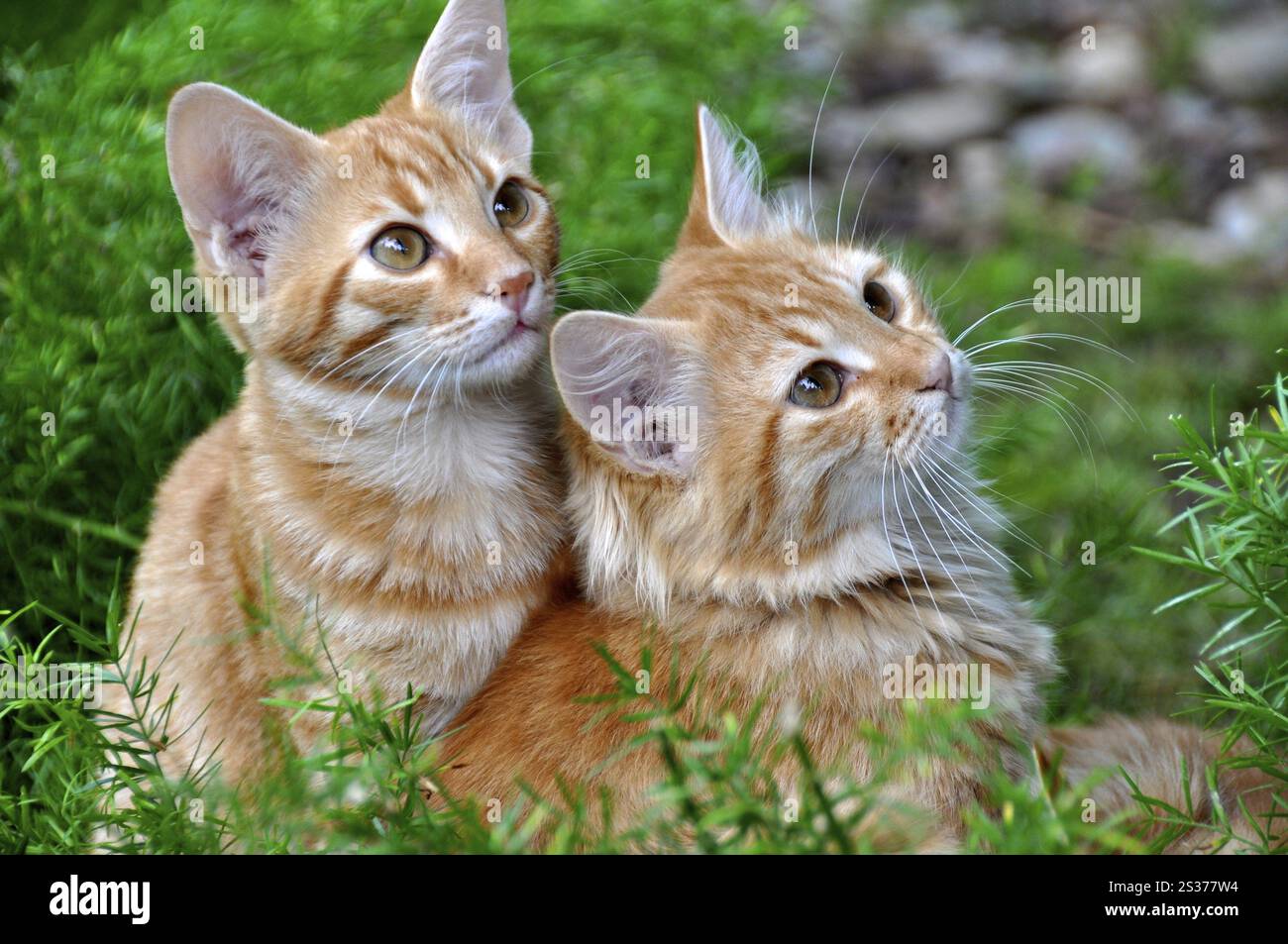 Orange cats, young cats Stock Photo - Alamy