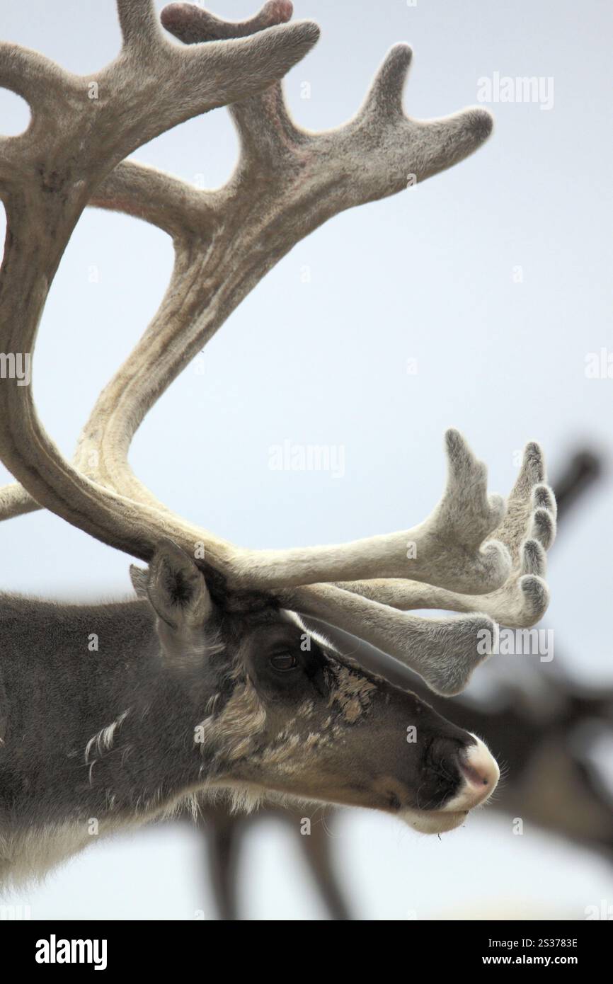 Reindeer bull, Rangifer tarandus, Caribou bull Stock Photo - Alamy