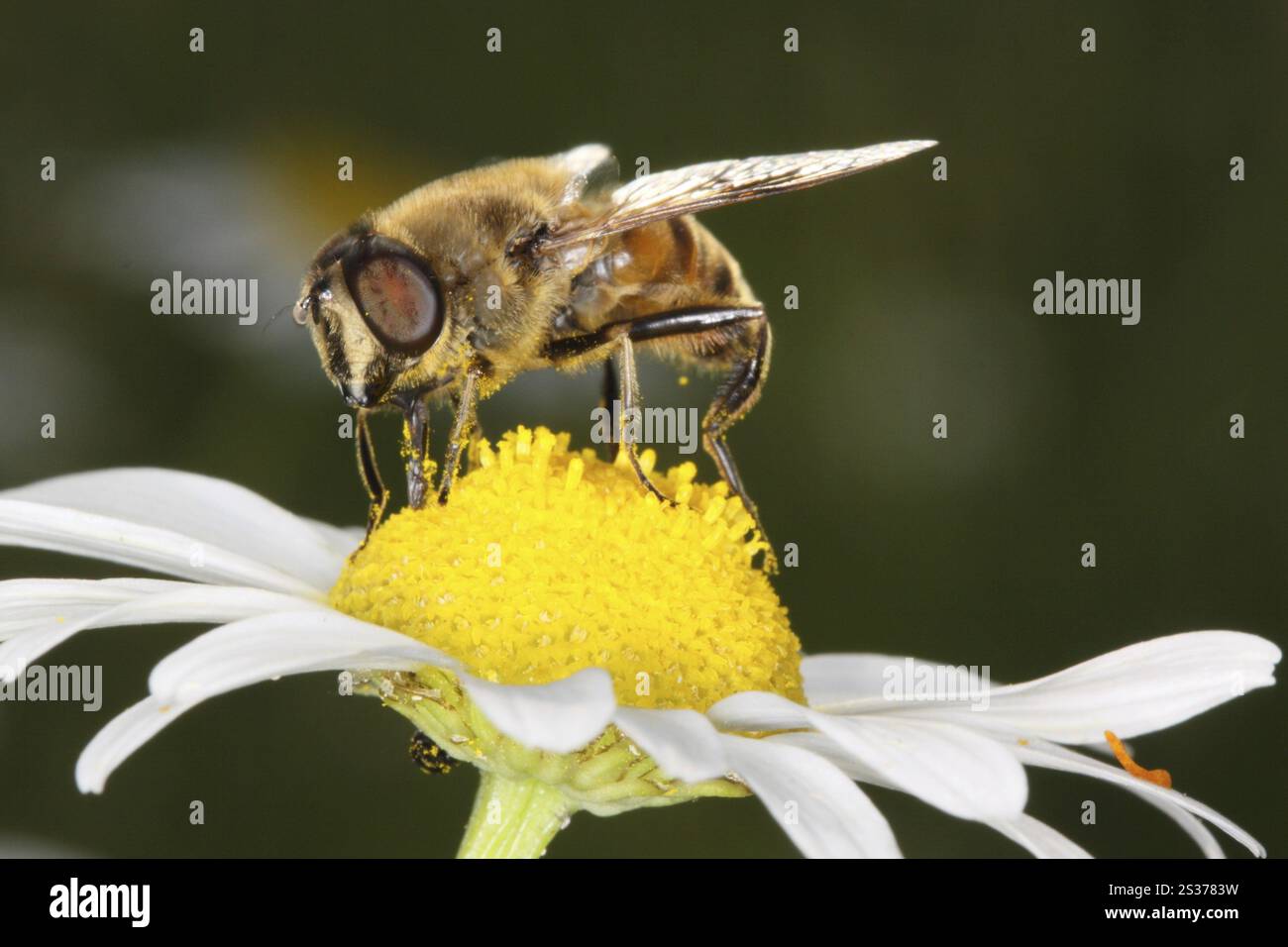 Eristalis tenax, Dung Bee, Drone Fly Stock Photo - Alamy