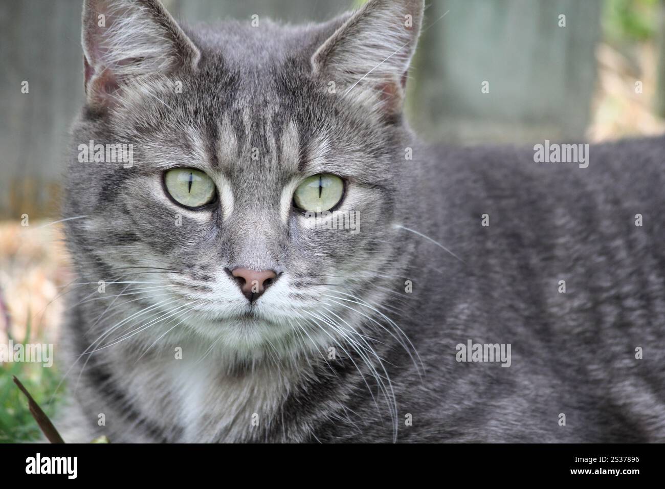 Cute and adorable grey tabby cat portrait Stock Photo - Alamy