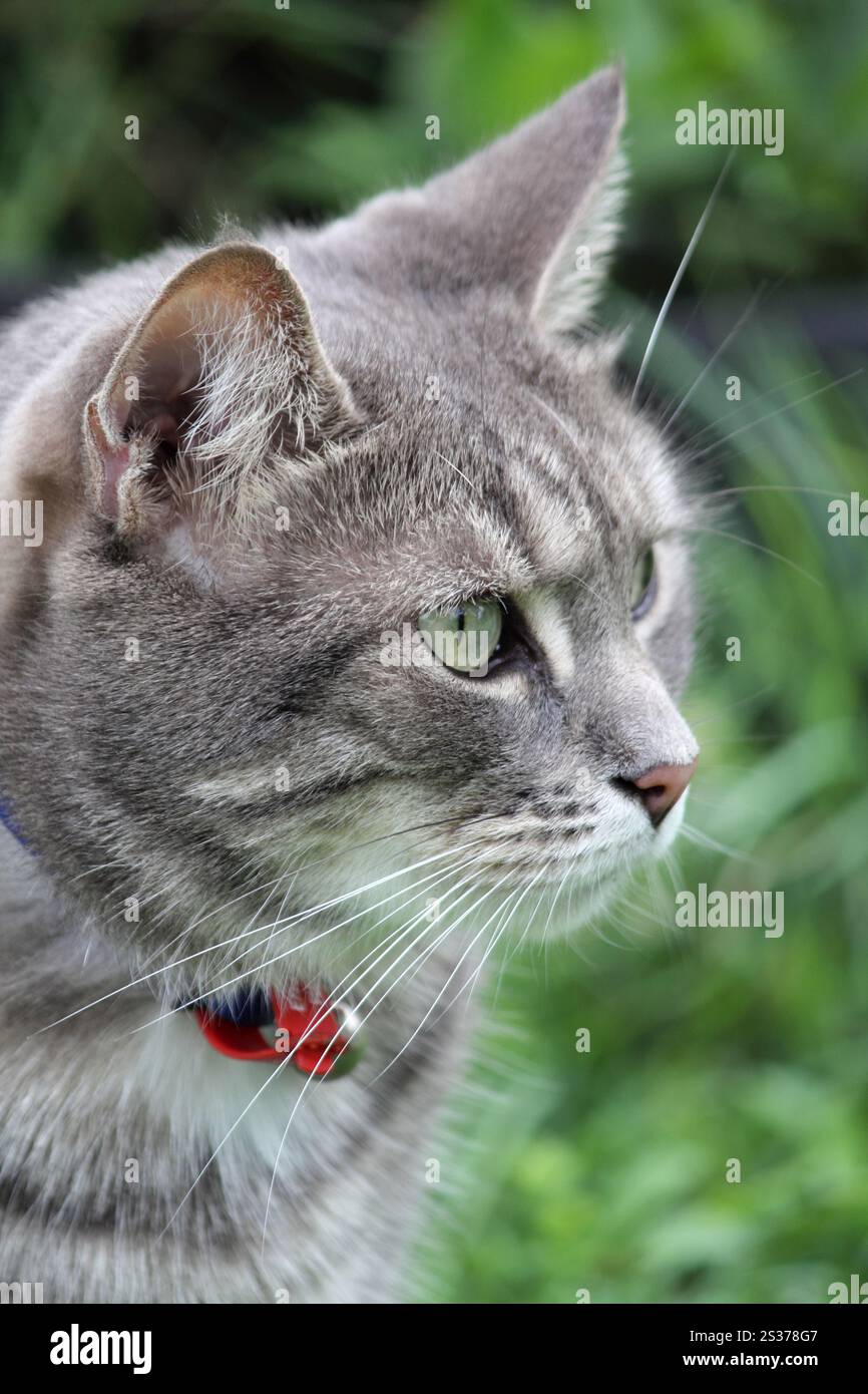 Cute gray tabby domestic hi-res stock photography and images - Alamy