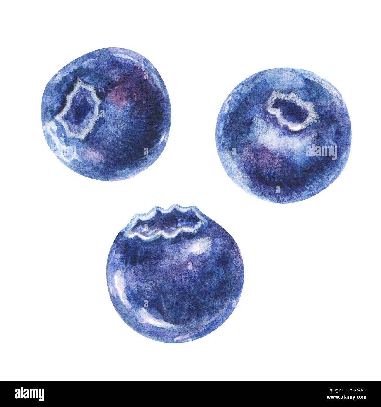 Blueberry watercolor illustration isolated on white background ...