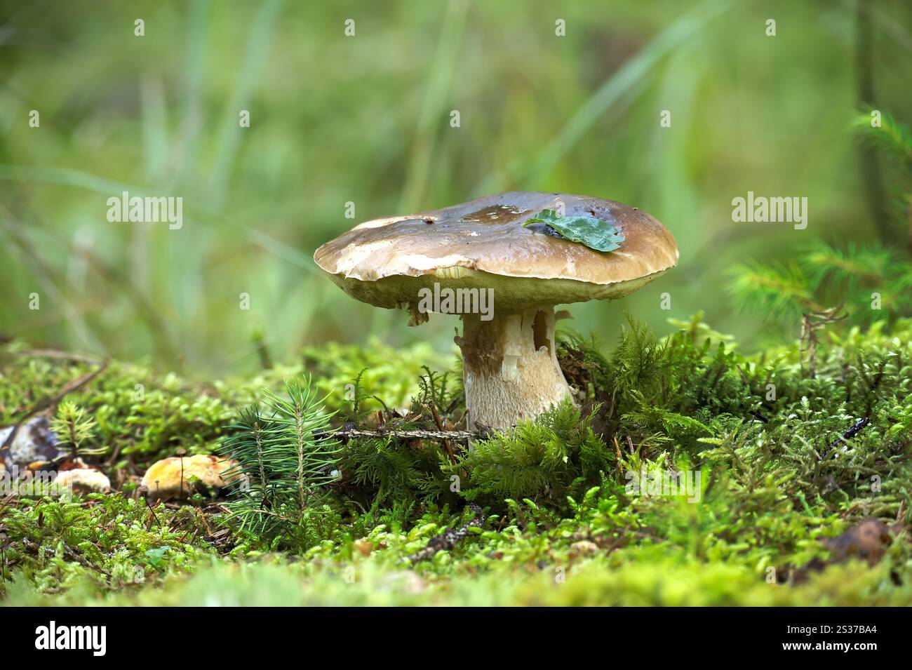 Wild cep mushroom growing in a lush green forest surrounded by leafy ...