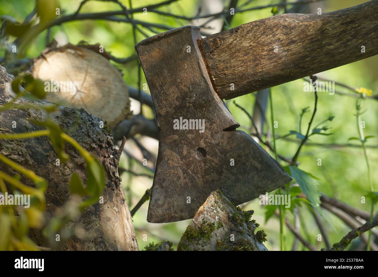Close-up of an old rusty axe stuck in a tree trunk, representing ...