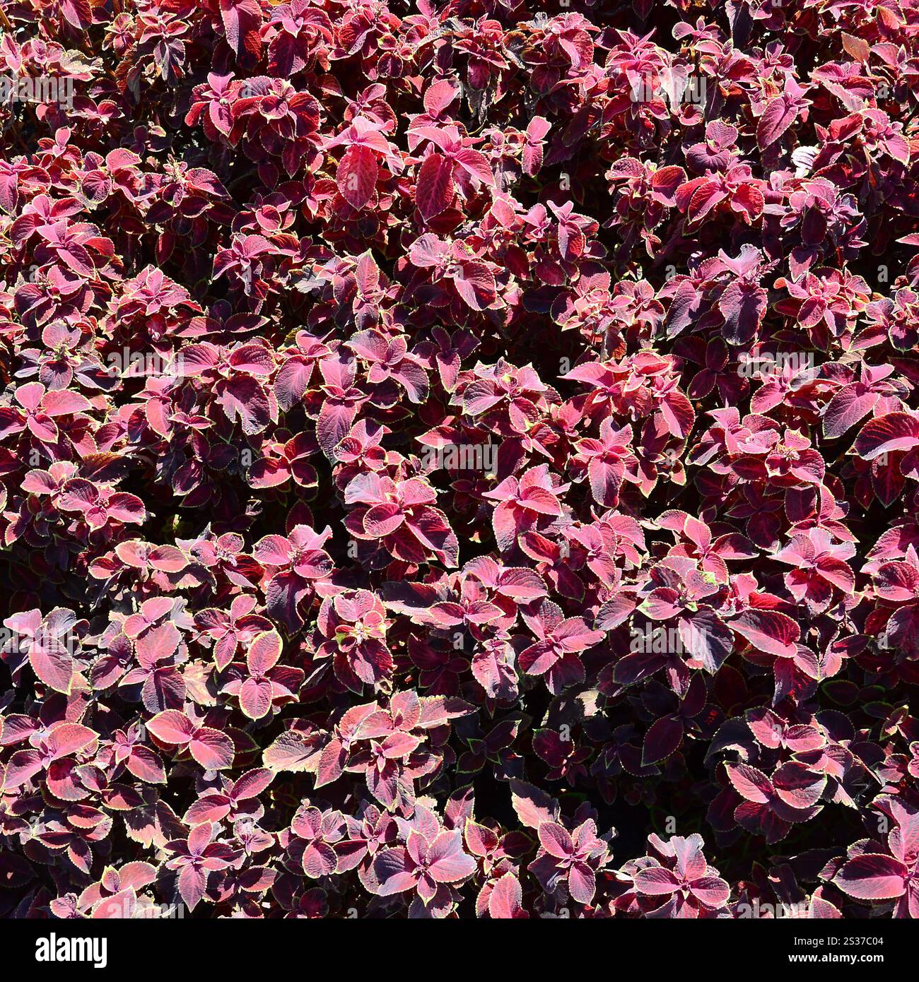Painted nettle, decorative variegated leaves background. Red, yellow ...