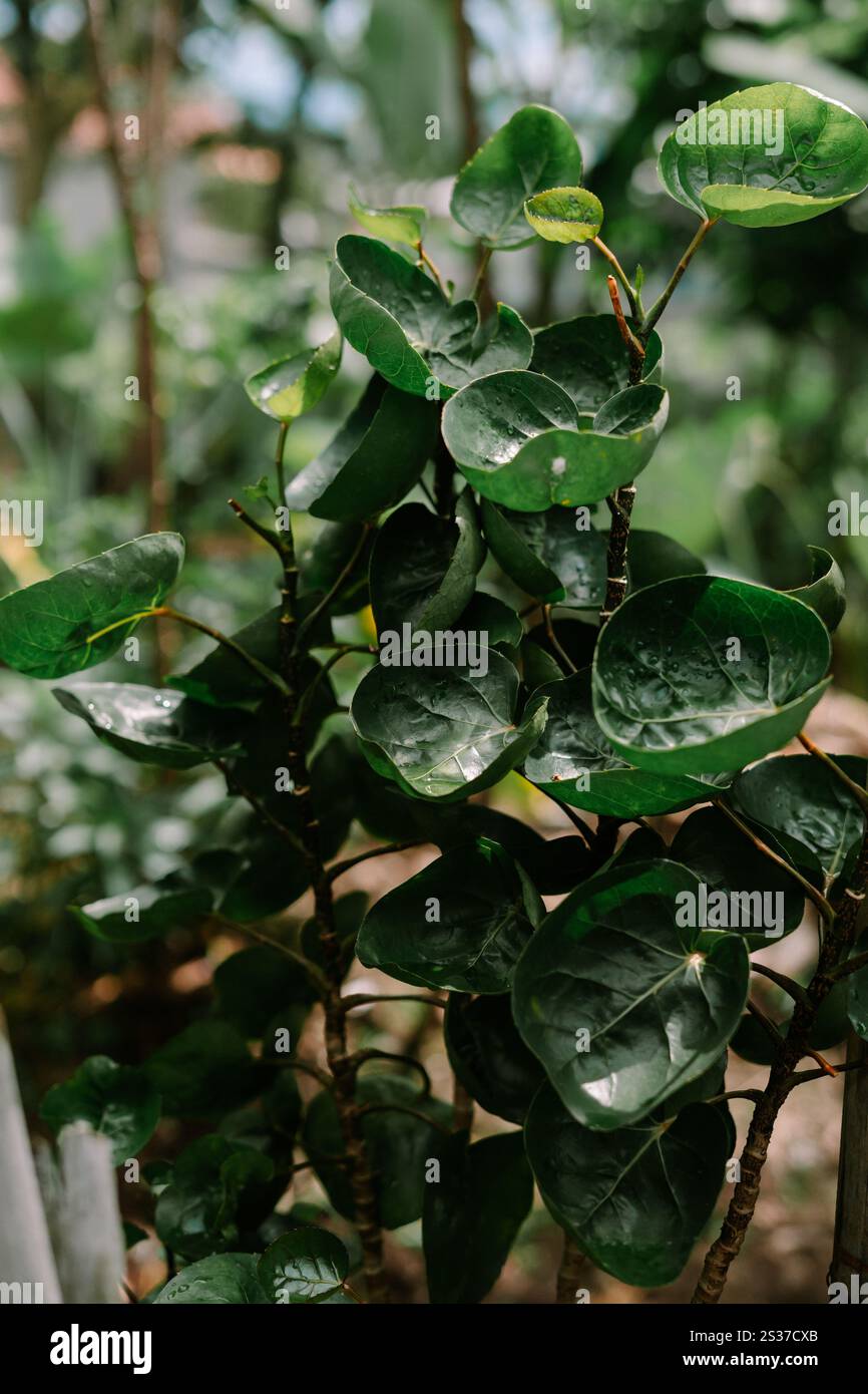 Polyscias hi-res stock photography and images - Alamy