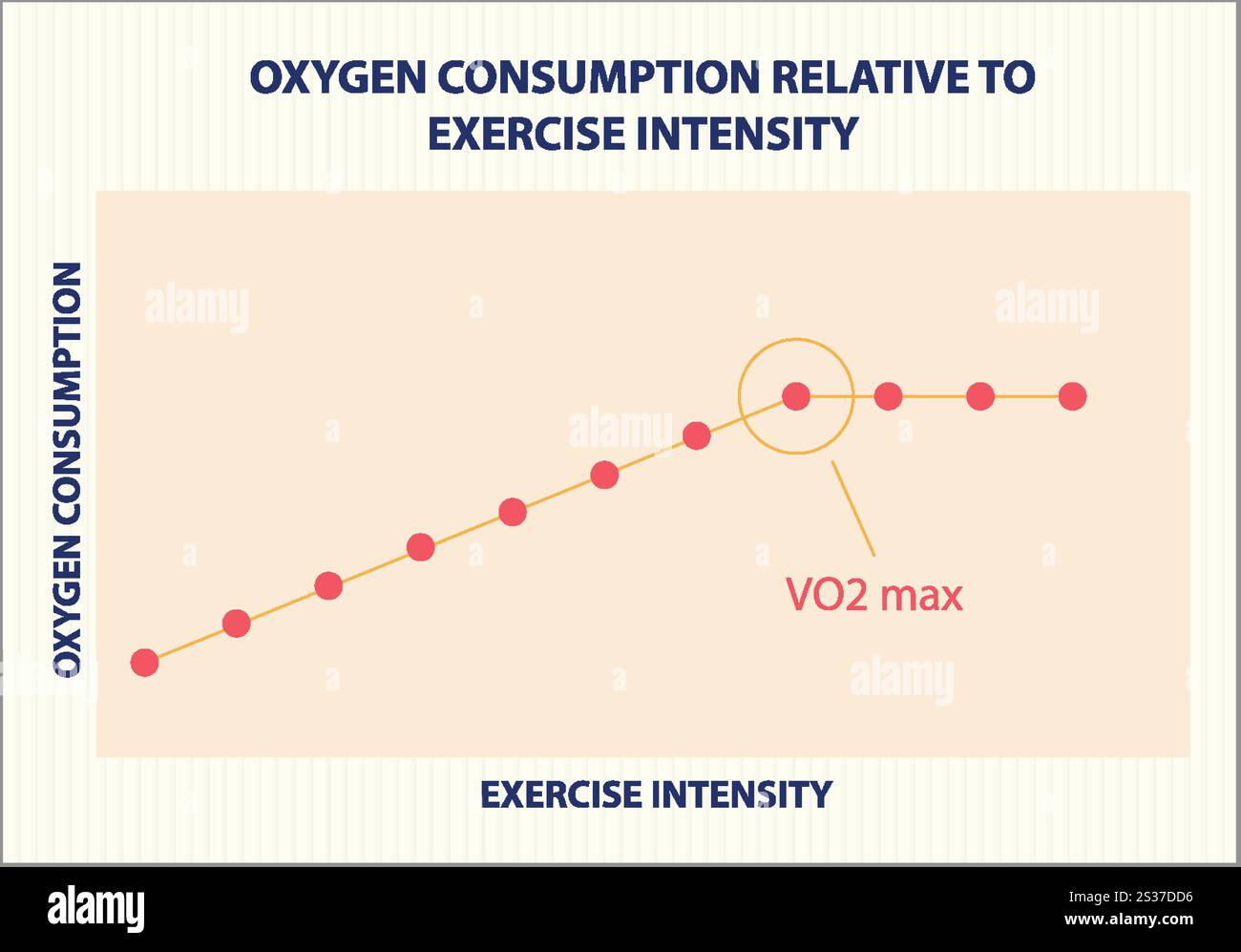 Graph Showing Oxygen Consumption During Exercise Intensity Stock Vector