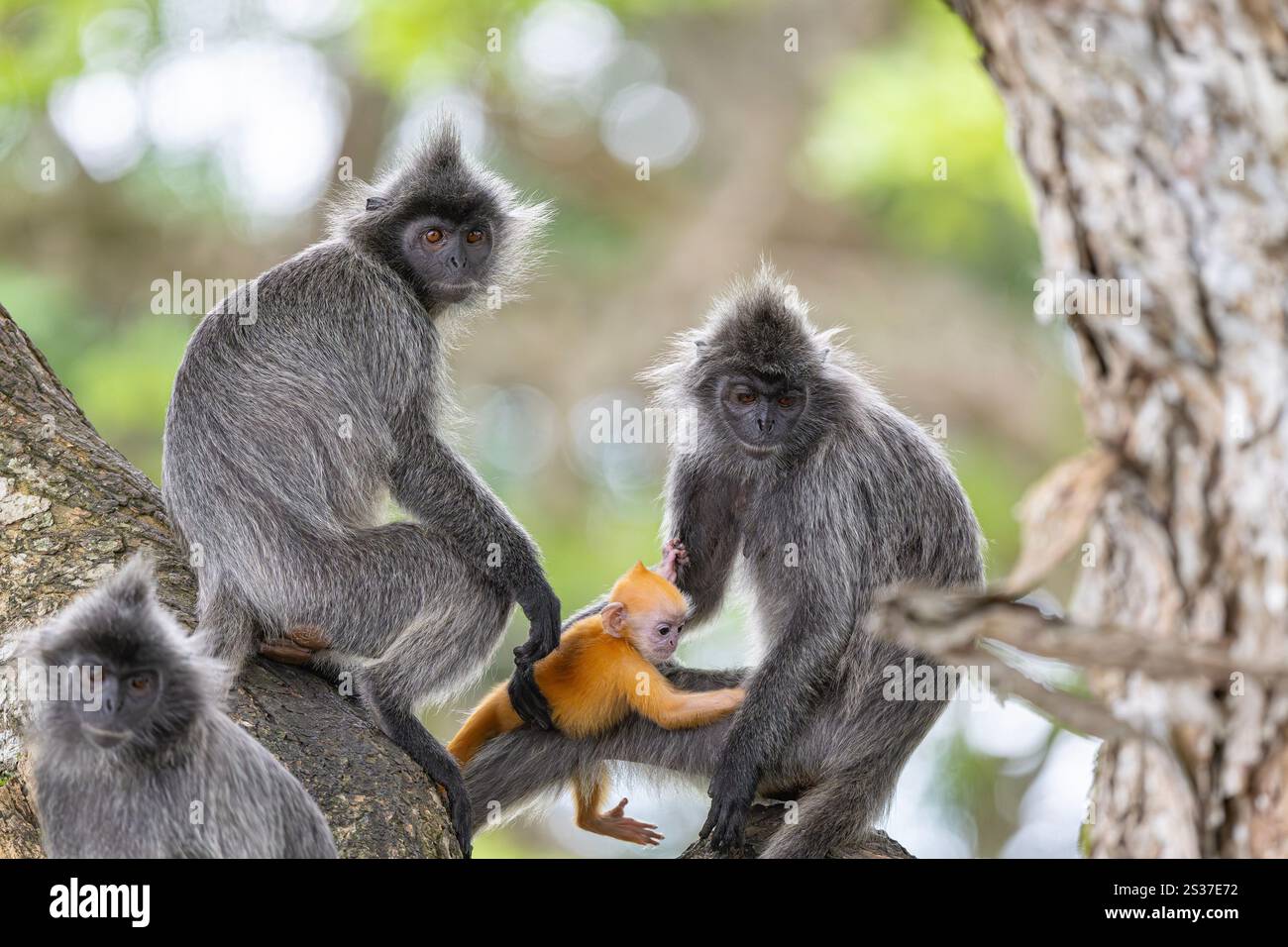 The Silver-Leafed Monkey are generally quite gentle, baby monkey with ...