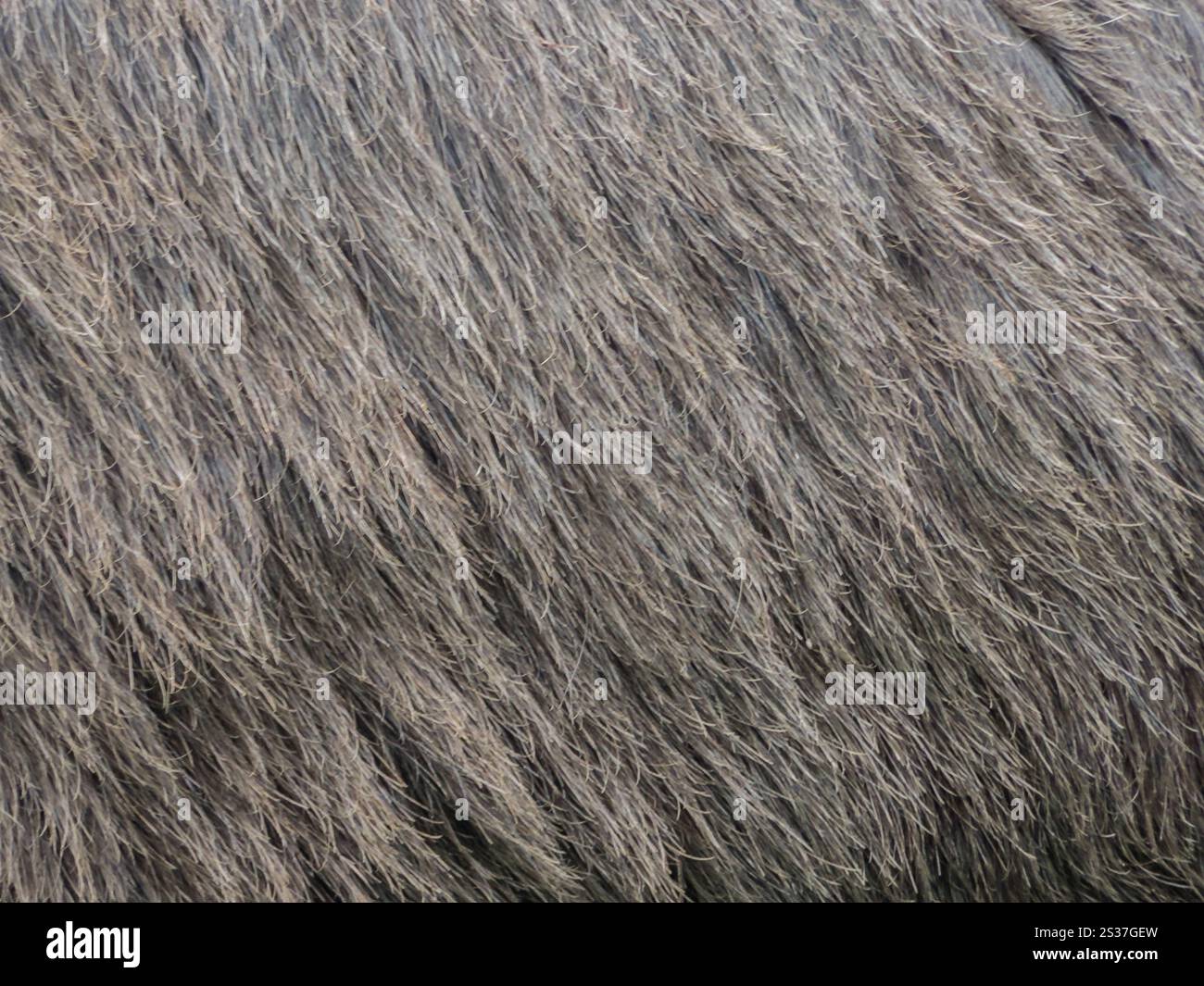 Showcasing individual strands hi-res stock photography and images - Alamy