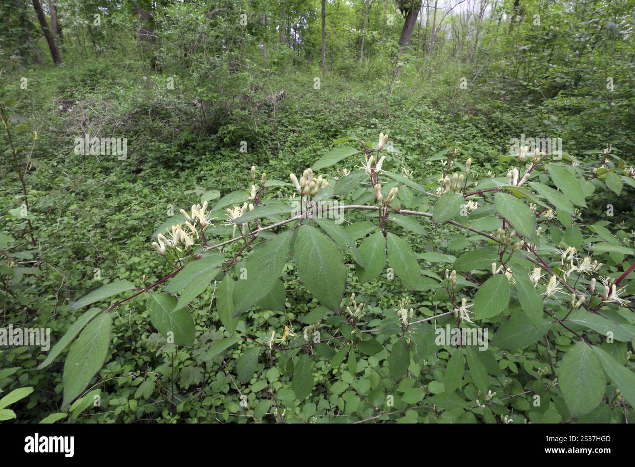 Lonicera xylosteum, Fly honeysuckle, fly honeysuckle Stock Photo - Alamy