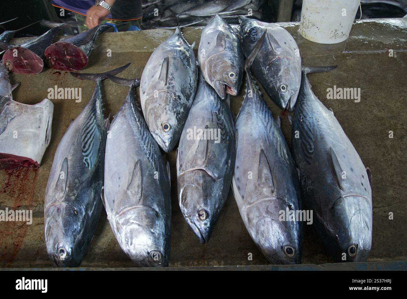 Fresh bonito on the market square in Victoria Seychelles Stock Photo ...