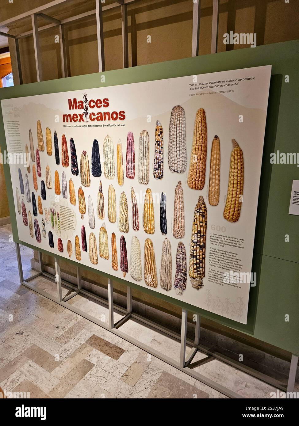 Mexico City, Mexico - Feb 7 2024: Cencalli Museum in the Molino del Rey ...