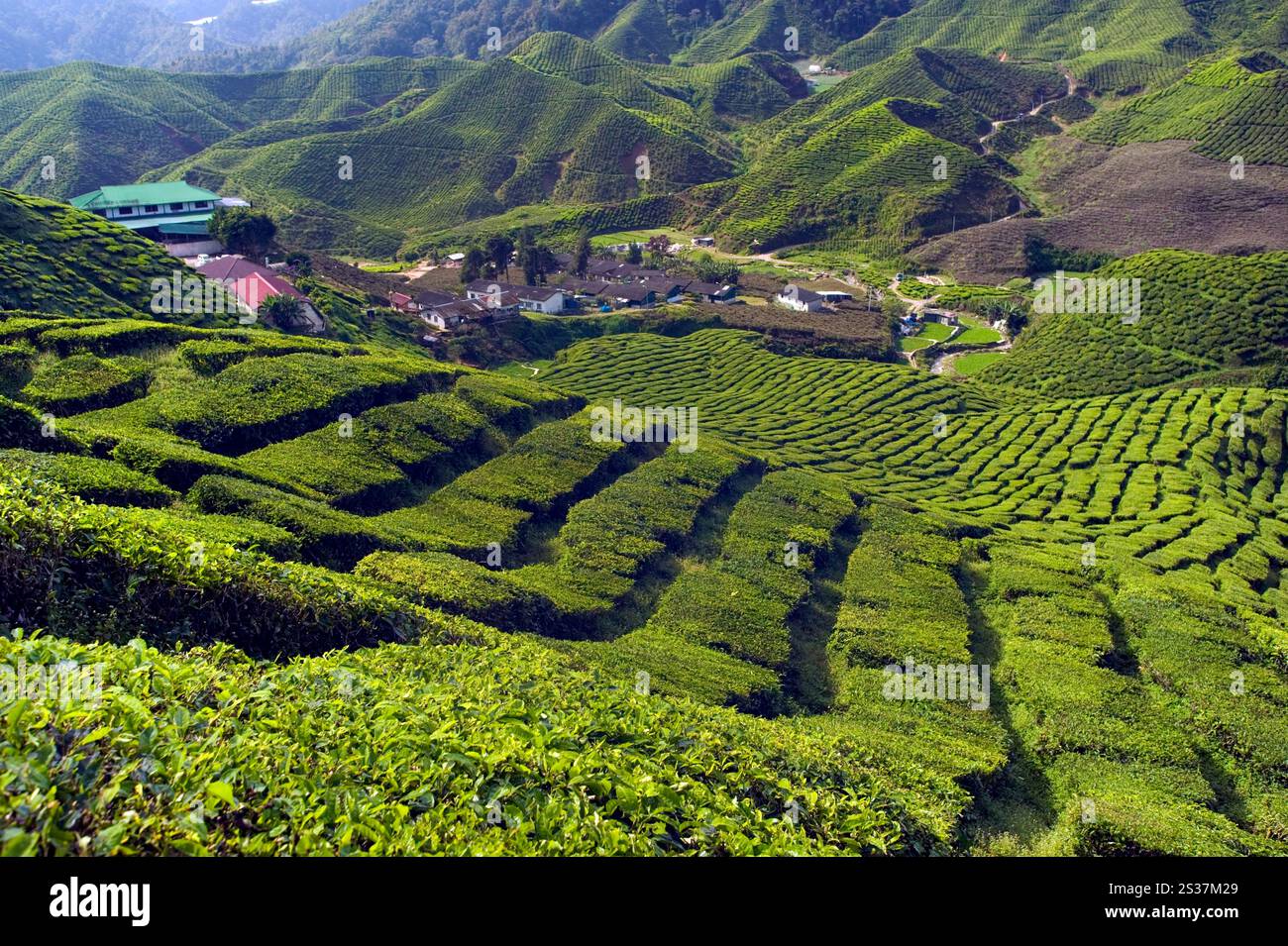 Landscape scenic view of the Bharat tea plantation in the hills of ...