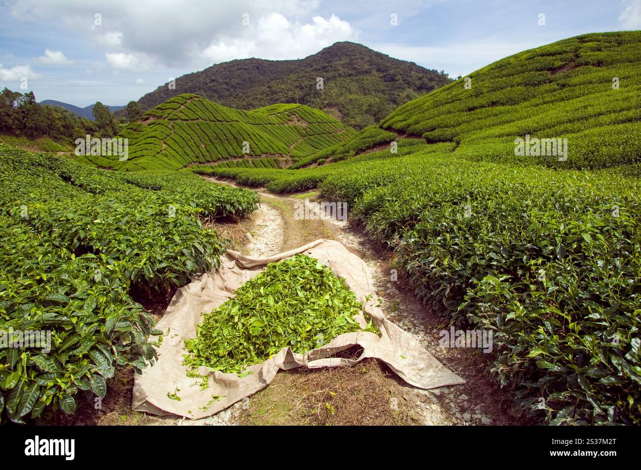 Landscape view of the Boh tea plantation in the hills of Cameron ...