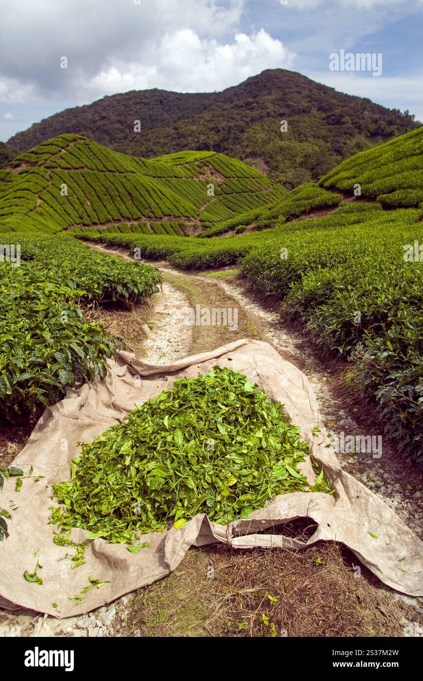 Landscape view of the Boh tea plantation in the hills of Cameron ...