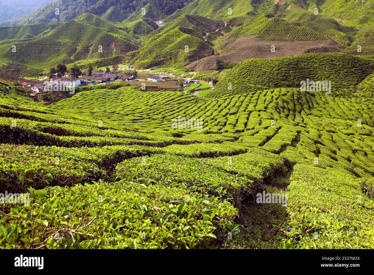 Landscape scenic view of the Bharat tea plantation in the hills of ...