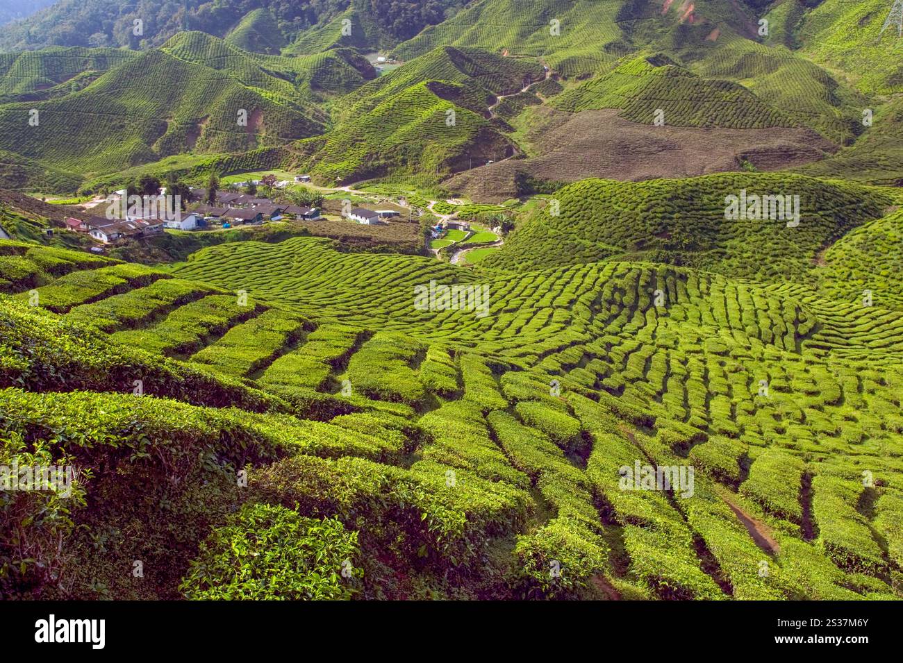 Landscape scenic view of the Bharat tea plantation in the hills of ...