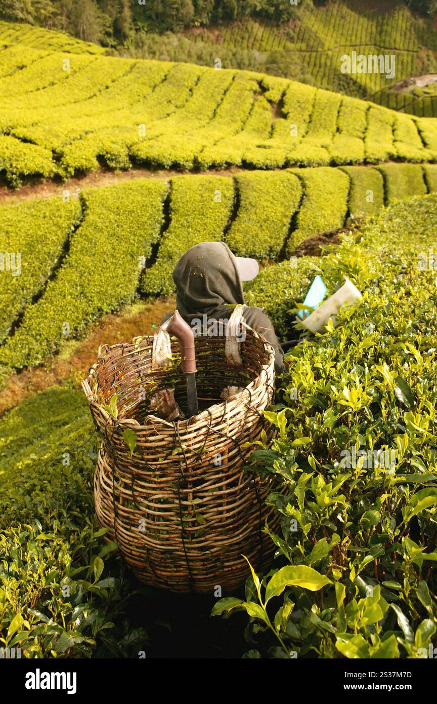 Landscape view of the Boh tea plantation in the hills of Cameron ...