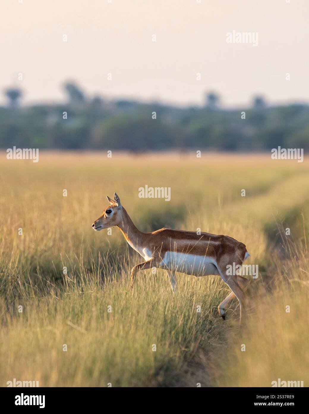 wild female blackbuck or antilope cervicapra or Indian antelope at ...