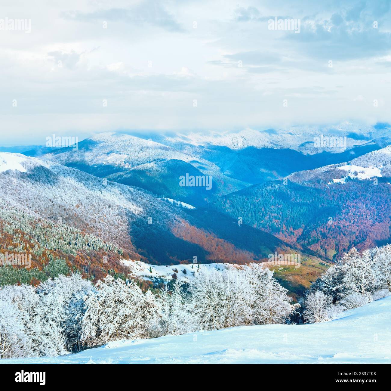 October mountain beech forest edge with first winter snow and last ...