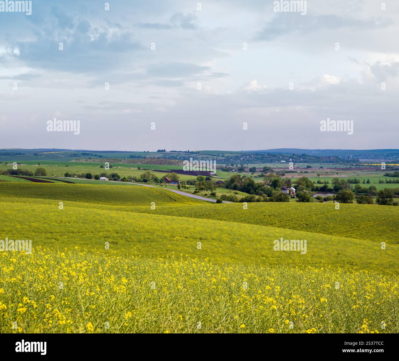 Spring evening view with rapeseed yellow blooming fields in sunlight ...