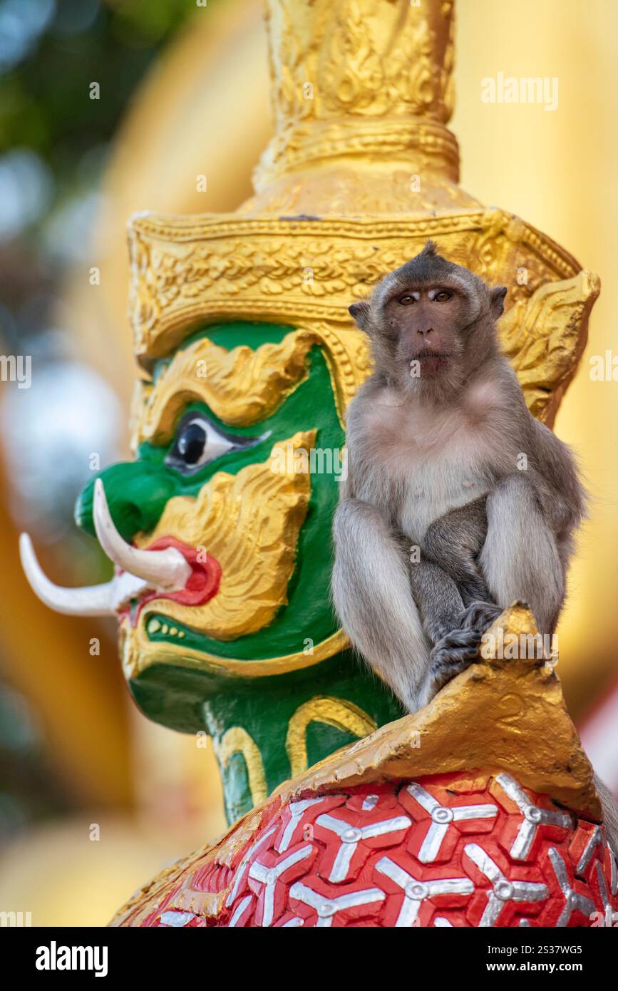 a Macaque Monkey sits at a figure at the Wat Khao Takiab on the ...