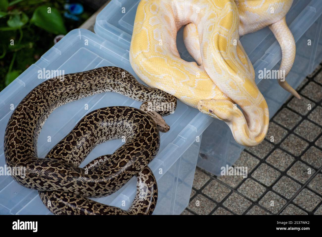 Python Snakes for show at Damnoen Saduak Floating market in Province of ...