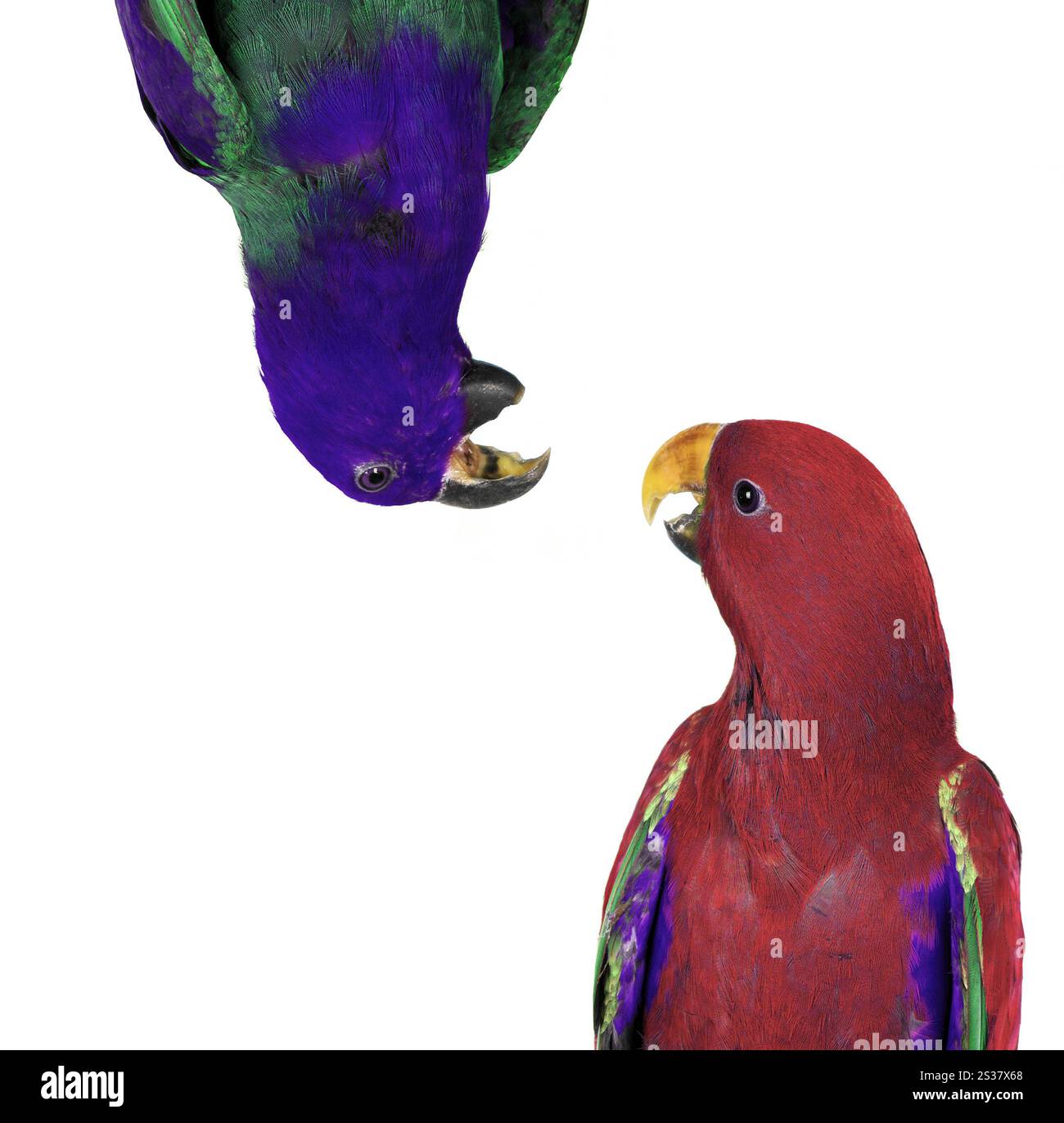 beautiful red and blue macaw parrots Stock Photo - Alamy