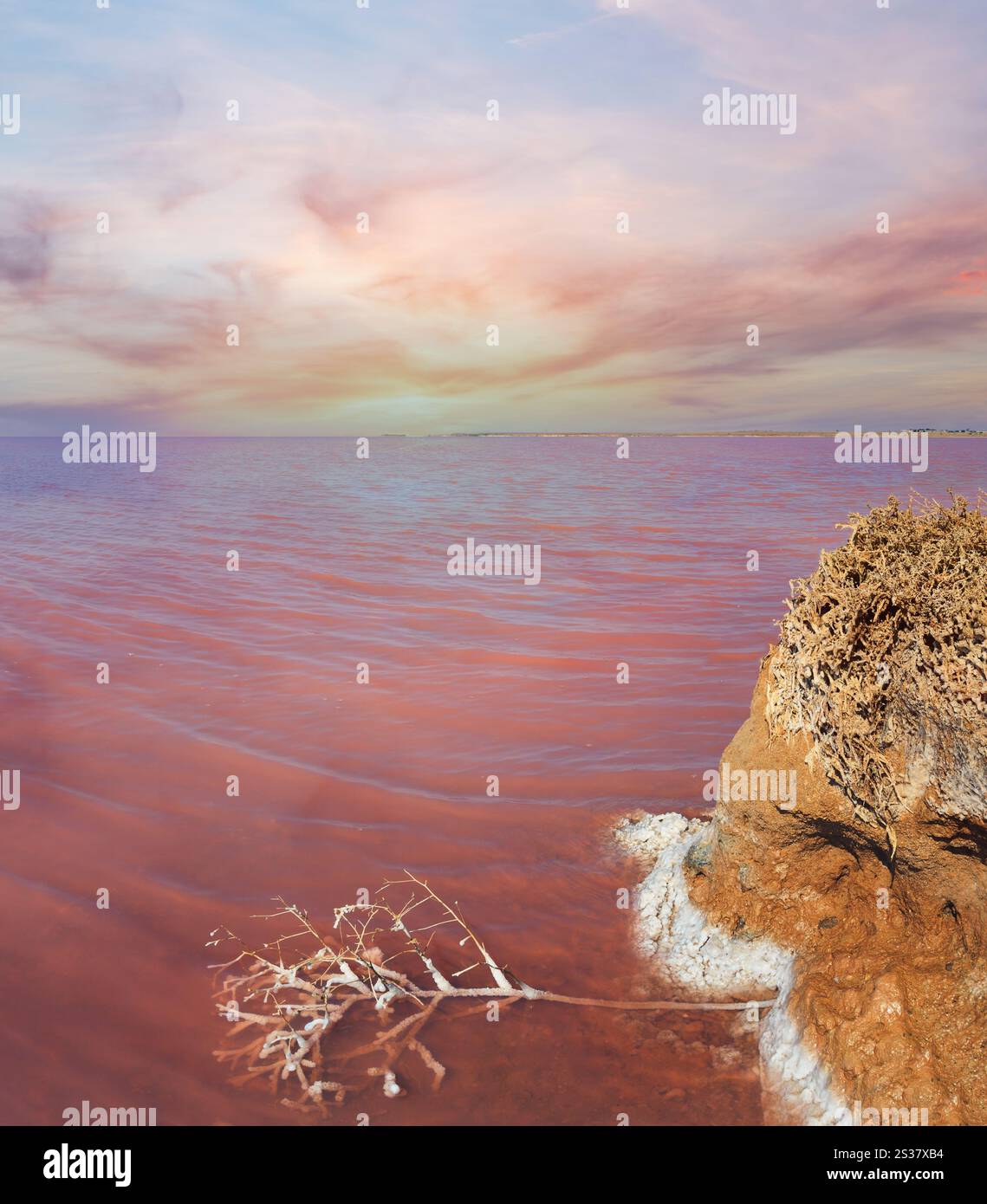 Water surface of pink extremely salty Syvash Lake, colored by ...