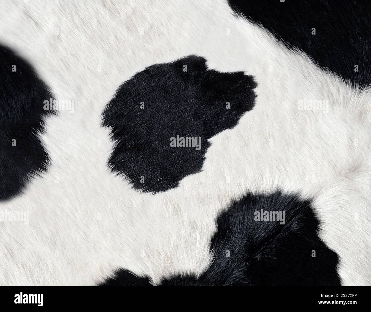 real black and white cow hide background or texture. real black and ...