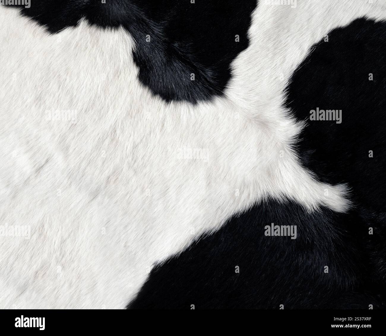 Cow skin texture close up or background. Cow skin texture close up ...