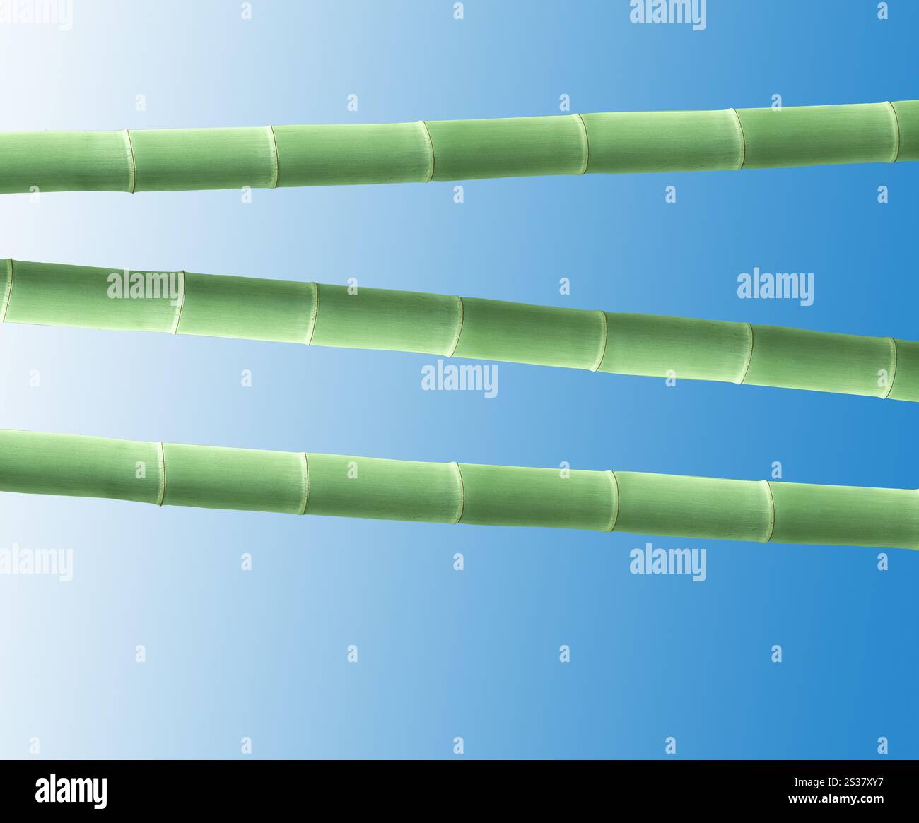 Bamboo Border close up on sky. Bamboo Border Stock Photo - Alamy