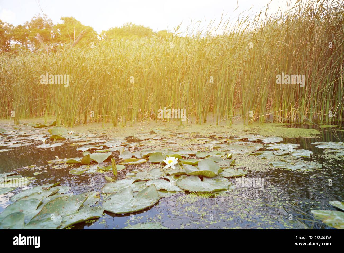 White lotus lily flower with yellow pollen and green round leaves on ...