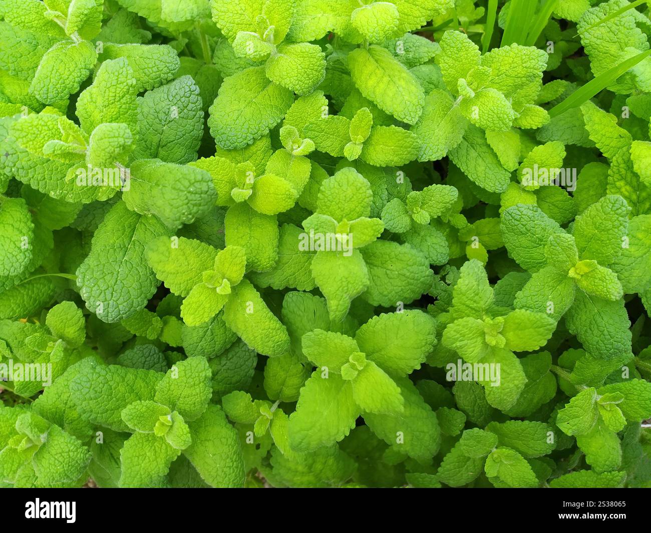 Wild mint in nature. The meadow is covered with lemon balm. Photo. Wild ...