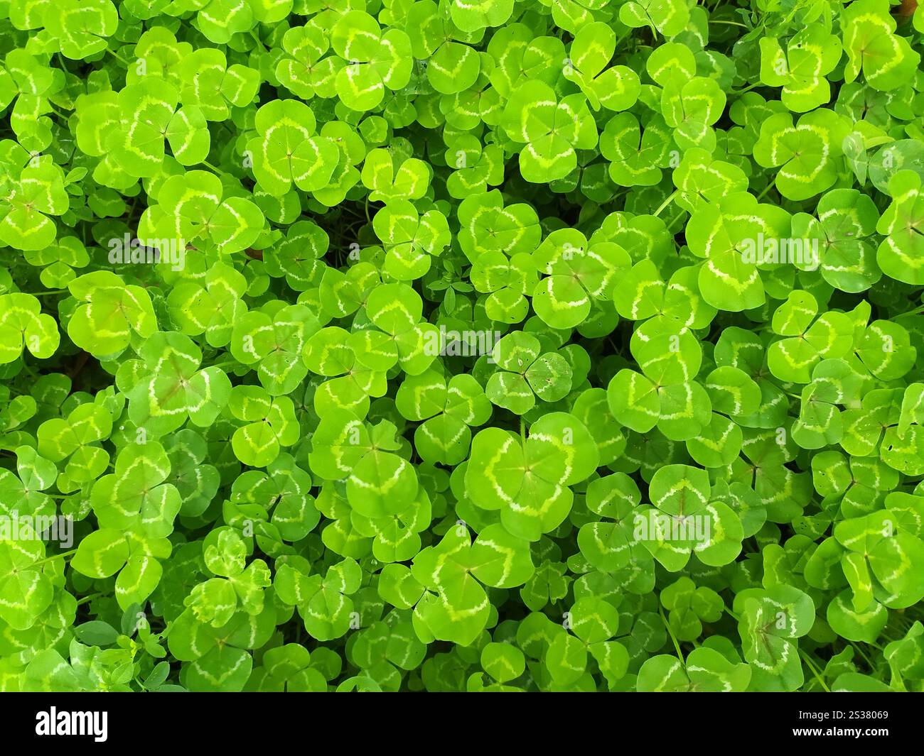 Wild clover in nature. The meadow is covered with grass. Irish plant for good luck. Photo. Wild ...