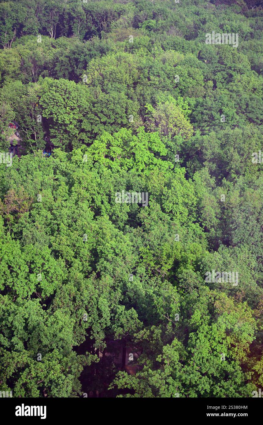 Top view of the many green trees in the park in summer. Close up. Top ...