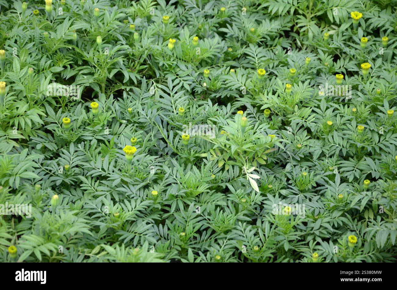 Unblossomed flower hi-res stock photography and images - Alamy