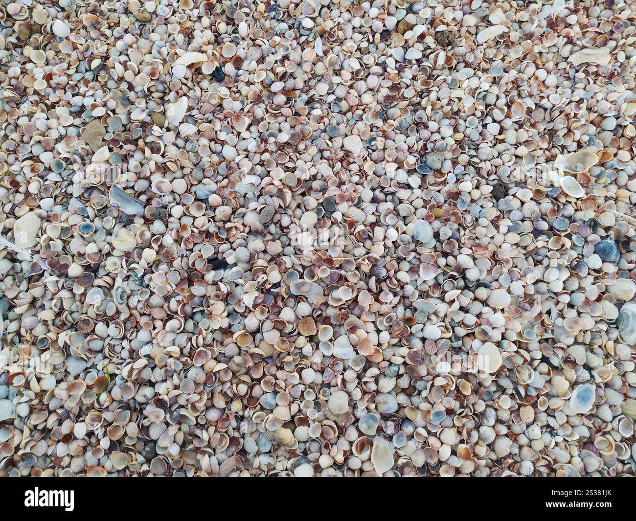 Shell beach on the seashore. Shell beach on the seashore Stock Photo ...