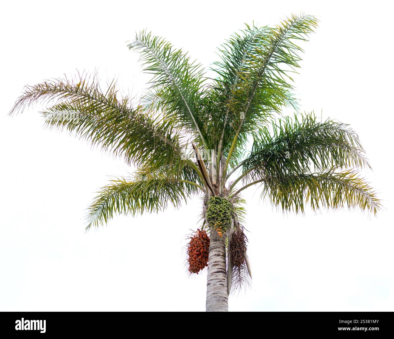 palm isolated white background horizontal photo. palm Stock Photo - Alamy