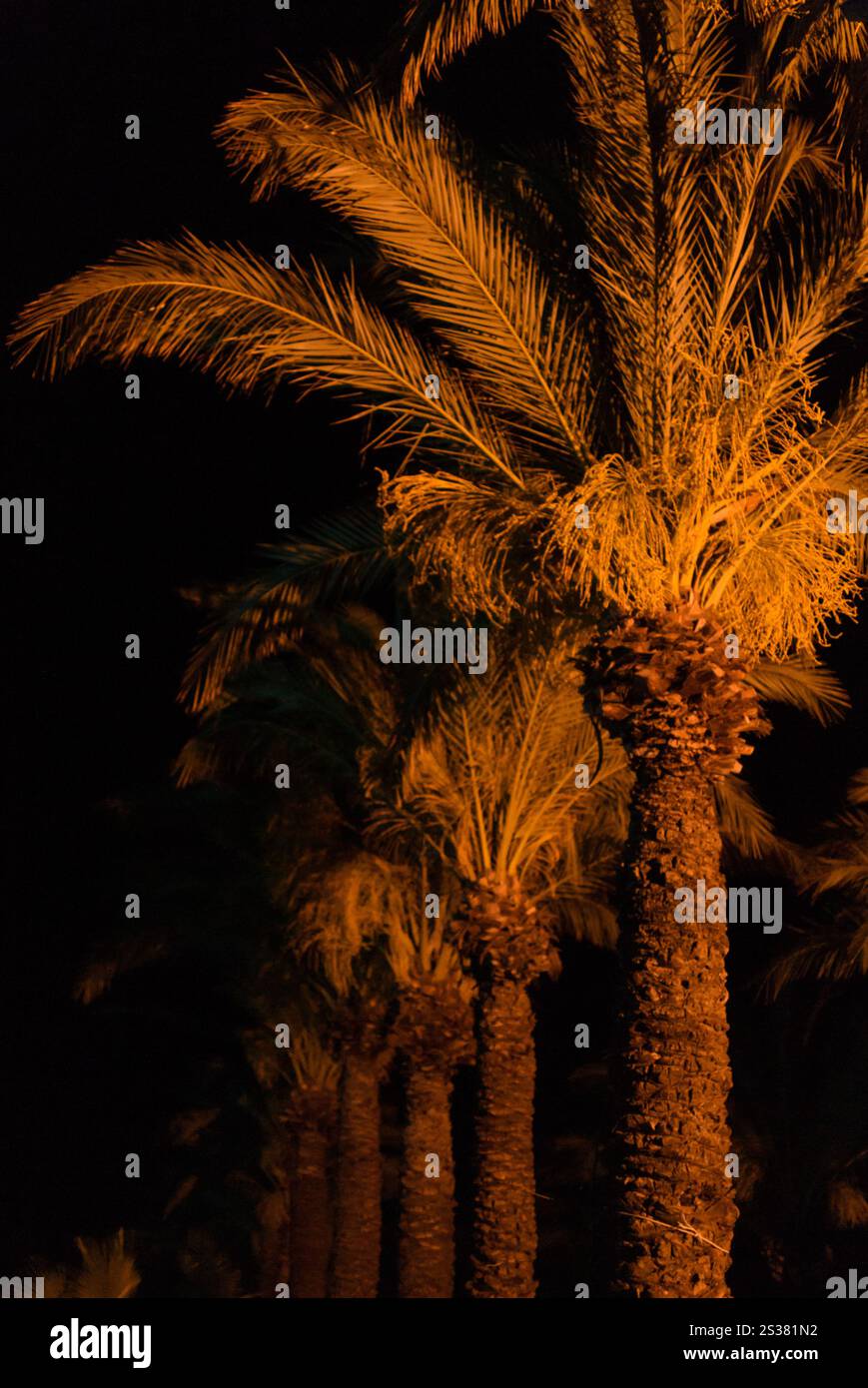 Orange yellow palm trees black space night light photo . Palm night ...