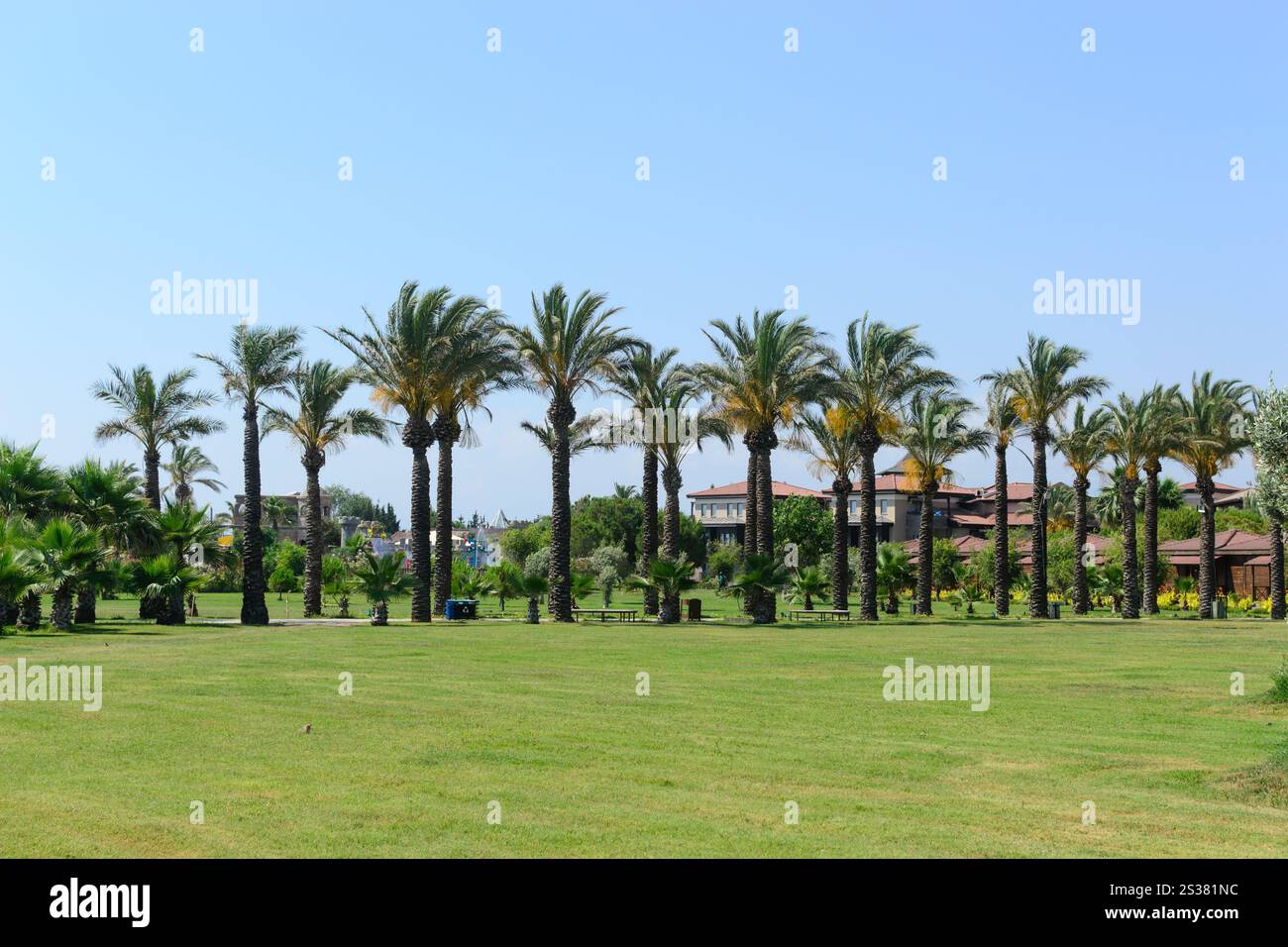 palm trees line sammer landscape horizontal photo. palm trees landscape ...