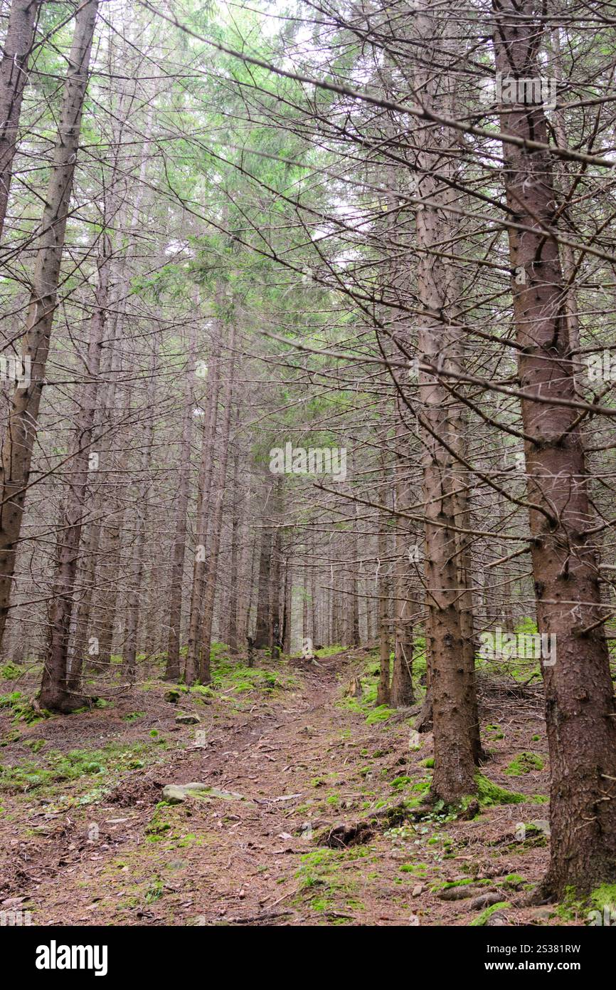 Wild coniferous forest landscape with tall trees vertical photo. Wild ...
