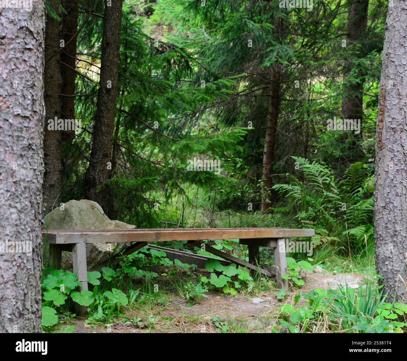 Wooden bench in the forest stones and trees. Photo nature. Wooden bench ...