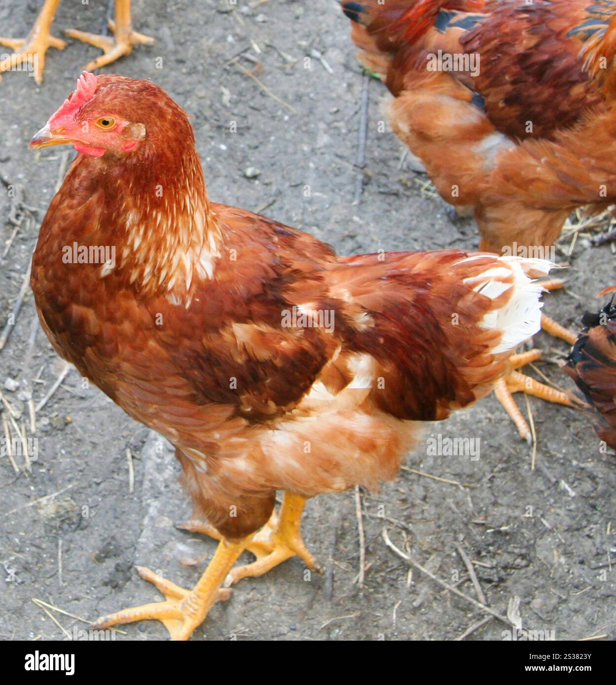 Brown hens with focus on middle hen. hens with focus on middle hen ...